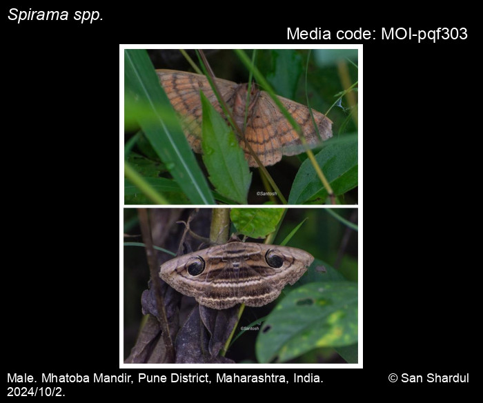 Spirama spp. | Moths